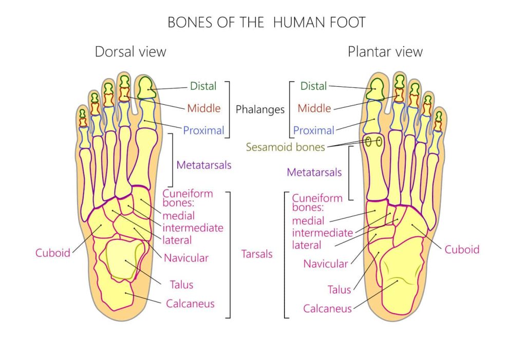 Phalanges of the Foot: Understanding Their Anatomy
