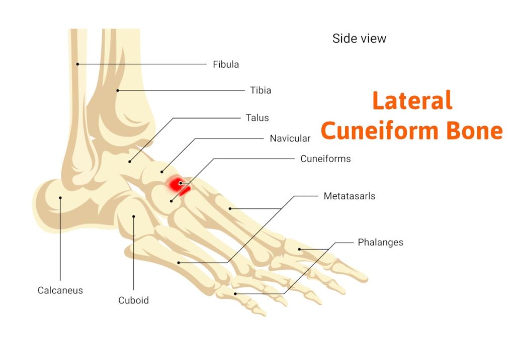 Lateral cuneiform bone, know the importance for your foot.